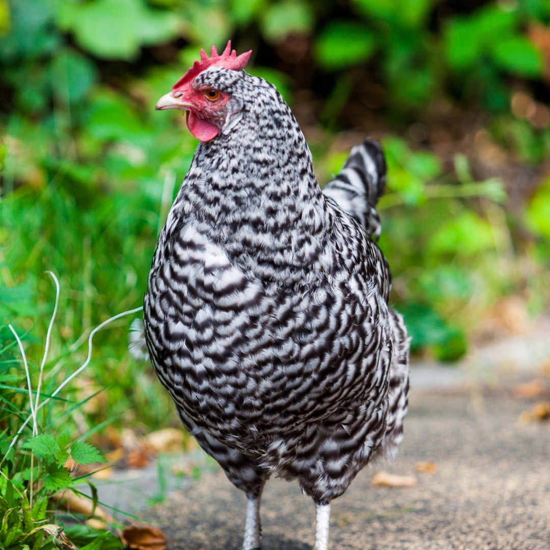 Gallina Ovaiola Cenerina - AgroRe'