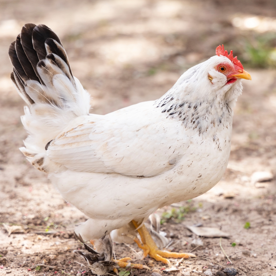 Gallina Sussex ovaiola perfetta per il tuo pollaio domestico - AgroRe'