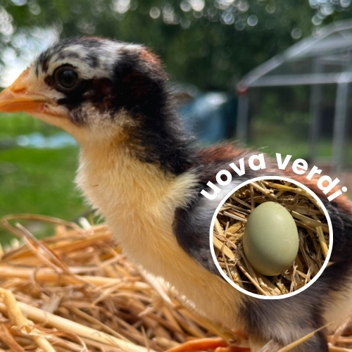 Pulcino di Olive Egger - AgroRe'